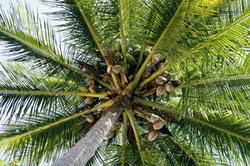 Die Welt der Palmen • campus.leben • Freie Universität Berlin